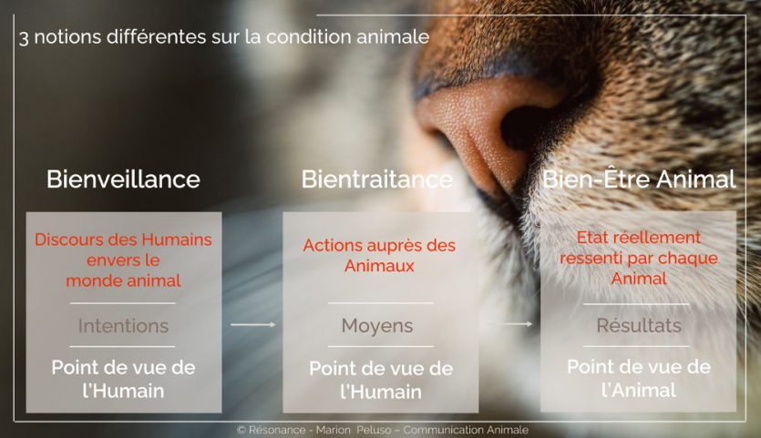 Qu'est-ce que le bien-être animal