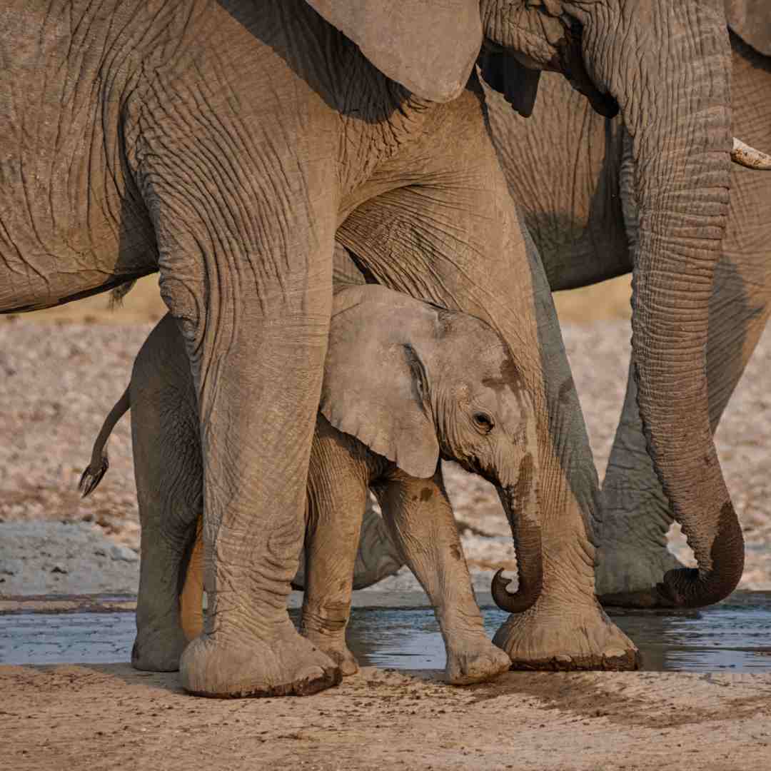 Les émotions en communication animale