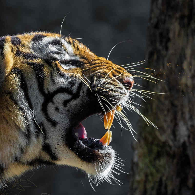 Les émotions en communication animale