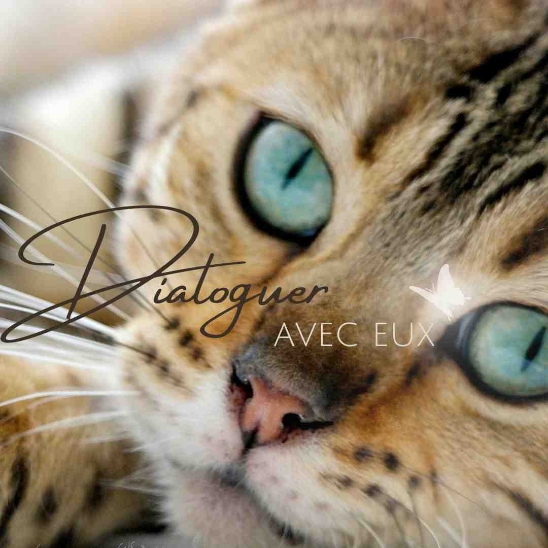 Formations - Communication Animale