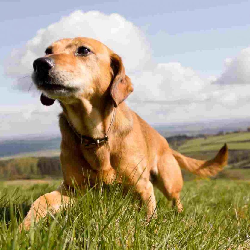 Communication animale et animaux perdus : ce qu'il faut savoir